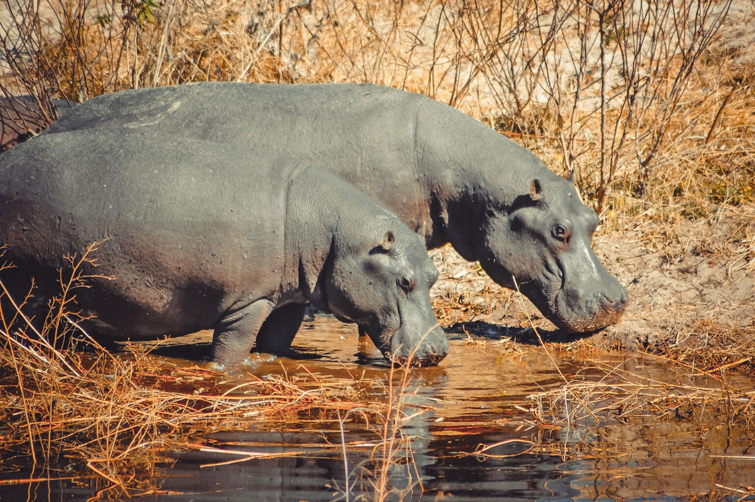 Wildlife – YourBotswana
